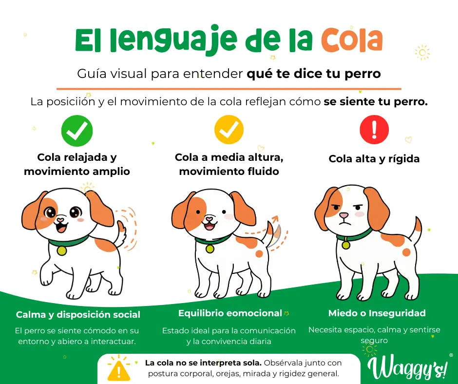 Lenguaje de la cola en perros: aprende a entenderlo | Waggy’s – Waggys.pet