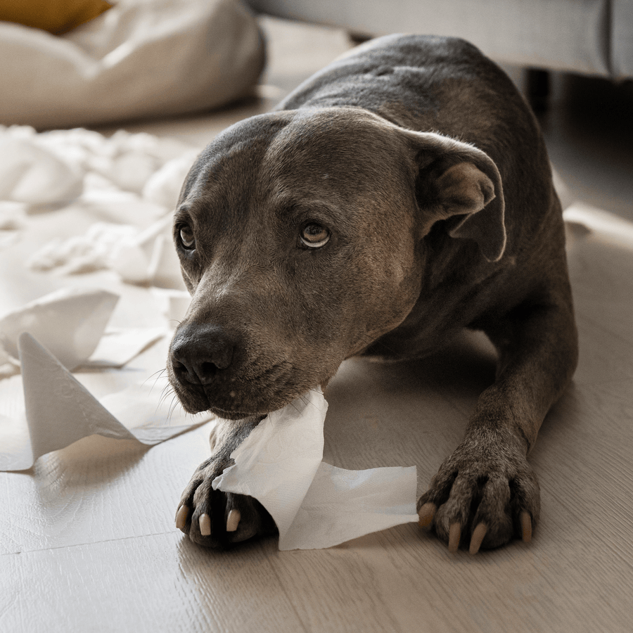 Por qué mi Perro Muerde Todo? Causas y Cómo Evitarlo 2025】 – Waggys.pet