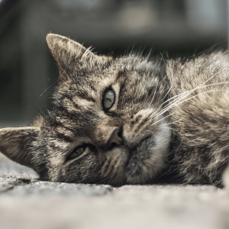 【Calicivirus Felino: Qué es, Síntomas y Tratamiento ¡Evítalo!】 – Waggys.pet