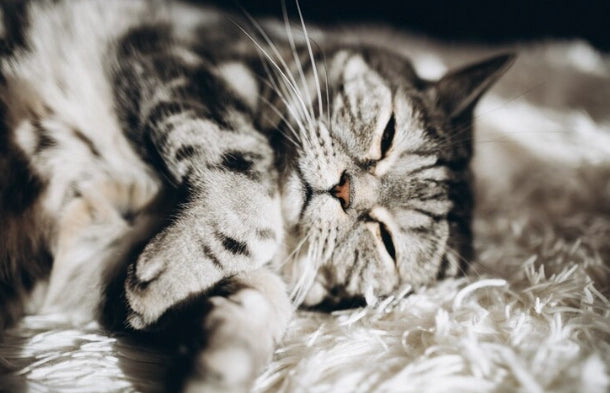 【Abscesos en Gatos: Causas, Síntomas y Tratamientos】 – Waggys.pet