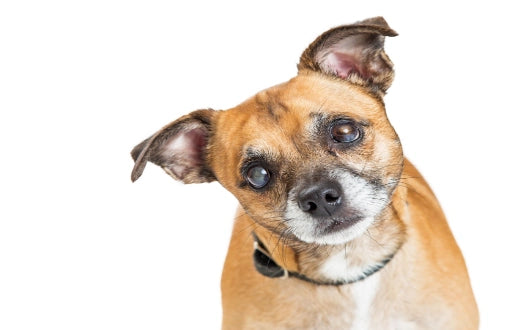 【Cataratas en Perros: Causas, Síntomas y Tratamientos】 – Waggys.pet