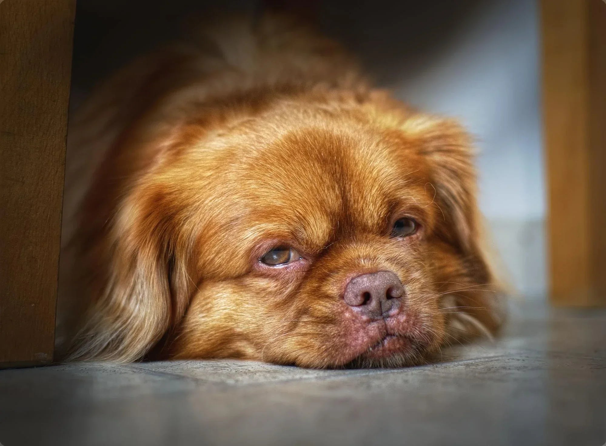 【10 Enfermedades en el Hocico de los Perros más Comunes】 – Waggys.pet