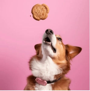 【Galletas para Perros Caseras: 15 recetas nutritivas y deliciosas ...