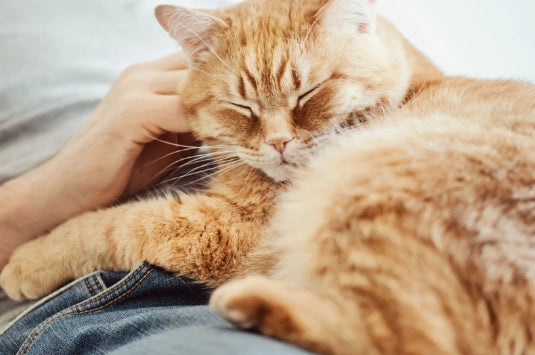 Por qué los Gatos Ronronean? Razones】 – Waggys.pet