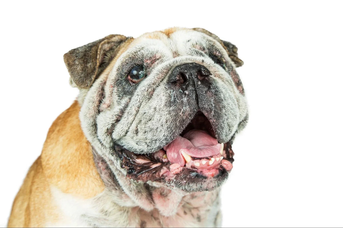 【Perro Ciego: Causas, Tratamiento y Mejores Cuidados (2025)】 – Waggys.pet