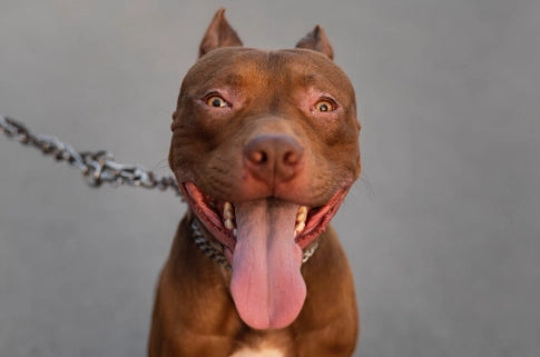 【Razas PPP: Características, Leyes y Requisitos de Tenencia】 – Waggys.pet