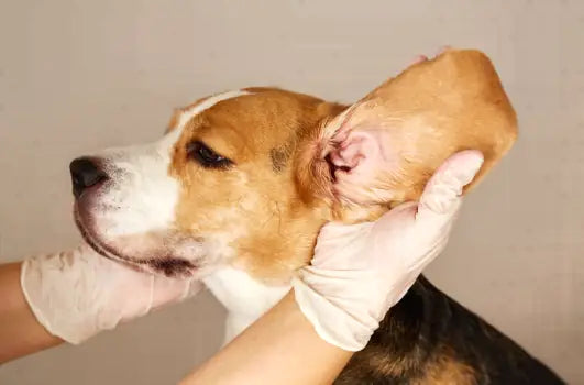 【Vestibular Syndrome in Dogs: Definitive Guide】 – Waggys.pet