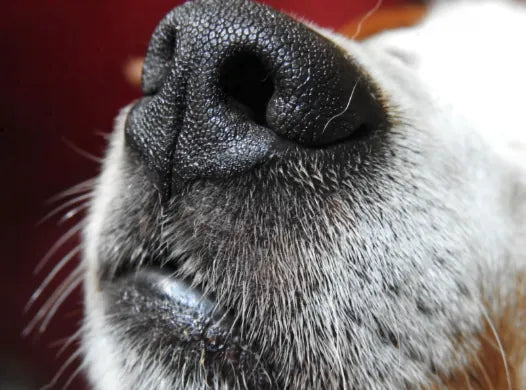 Todos Los Perros Tienen Bigotes Largos